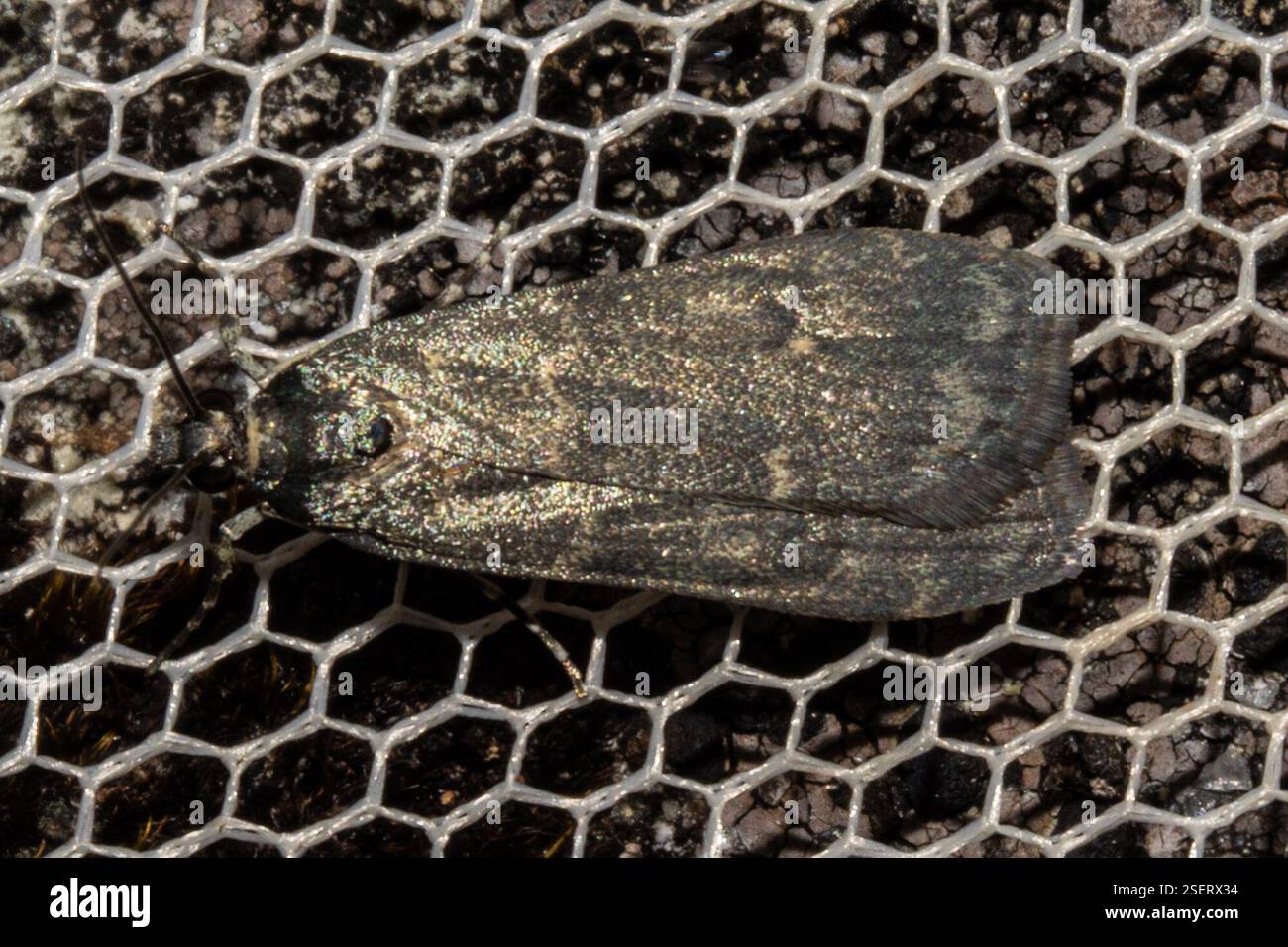 Stone Moth (Eudonia cataxesta), Insecta, Southland District, Southland ...