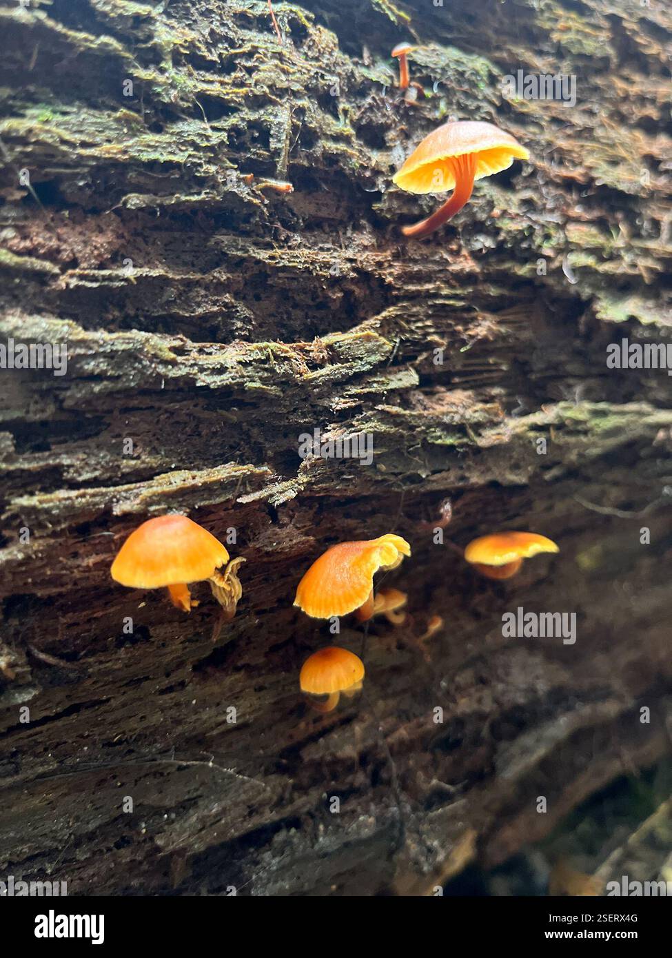 Pinewood Gingertail (Xeromphalina campanella), Fungi, Smuggler Cove ...