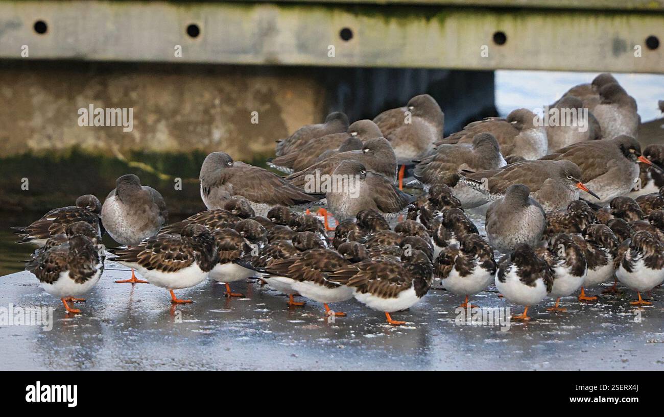 Ruddy Turnstone (Arenaria interpres), Aves, Pontoons, New Brighton ...
