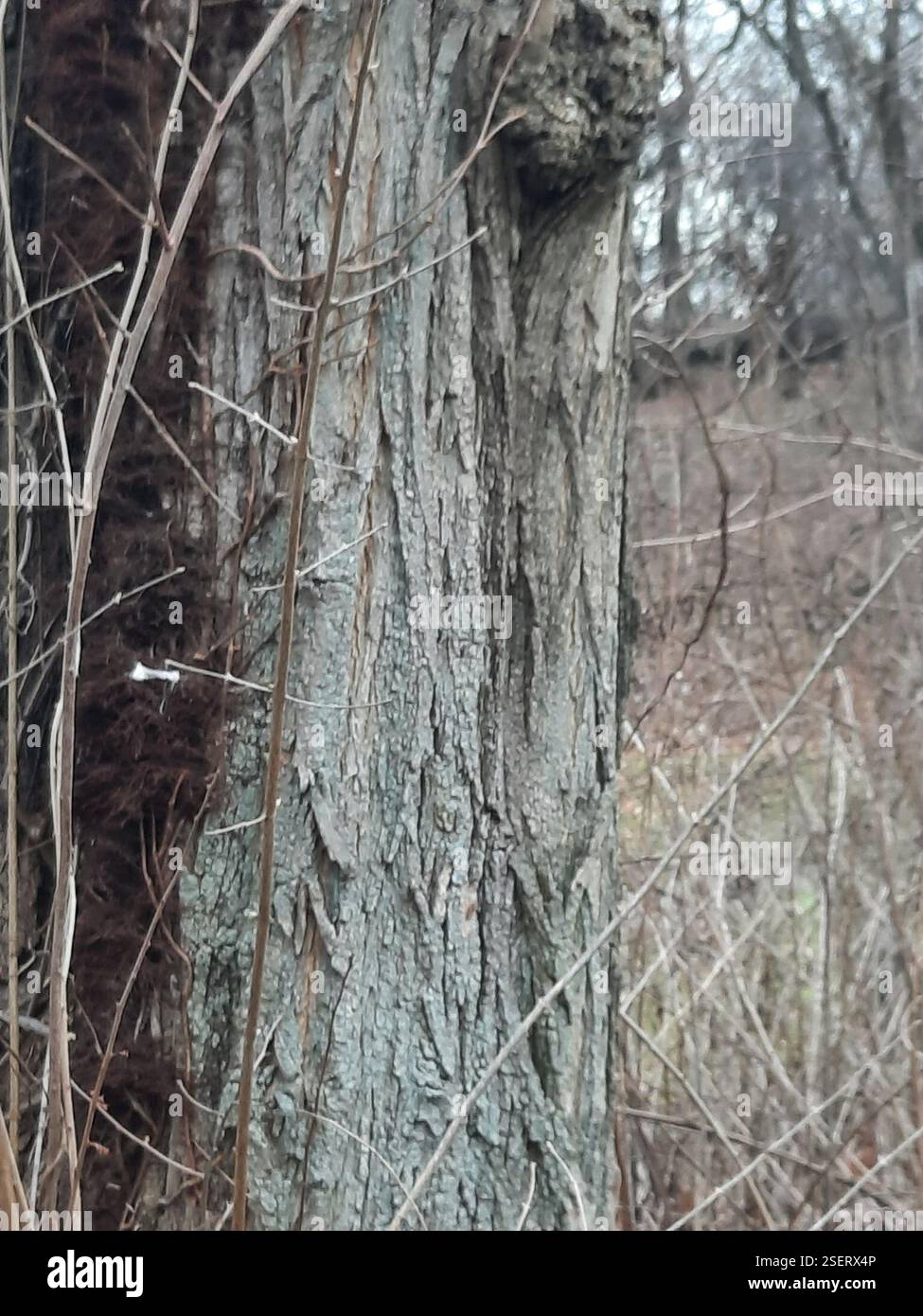black locust (Robinia pseudoacacia), Plantae, The Bronx, NY 10467, USA ...