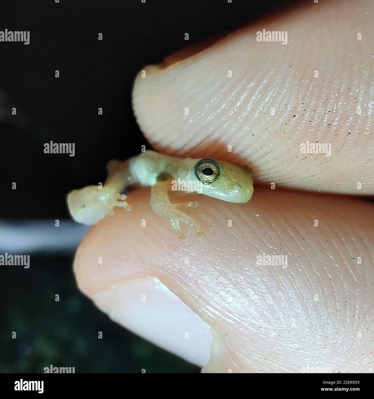 Lesser Tree Frog (Dendropsophus minutus), Amphibia, Rodovia BR 290 ...