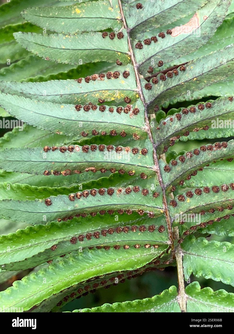 Brown's sword fern (Nephrolepis brownii), Plantae, Saint Peter, MS ...