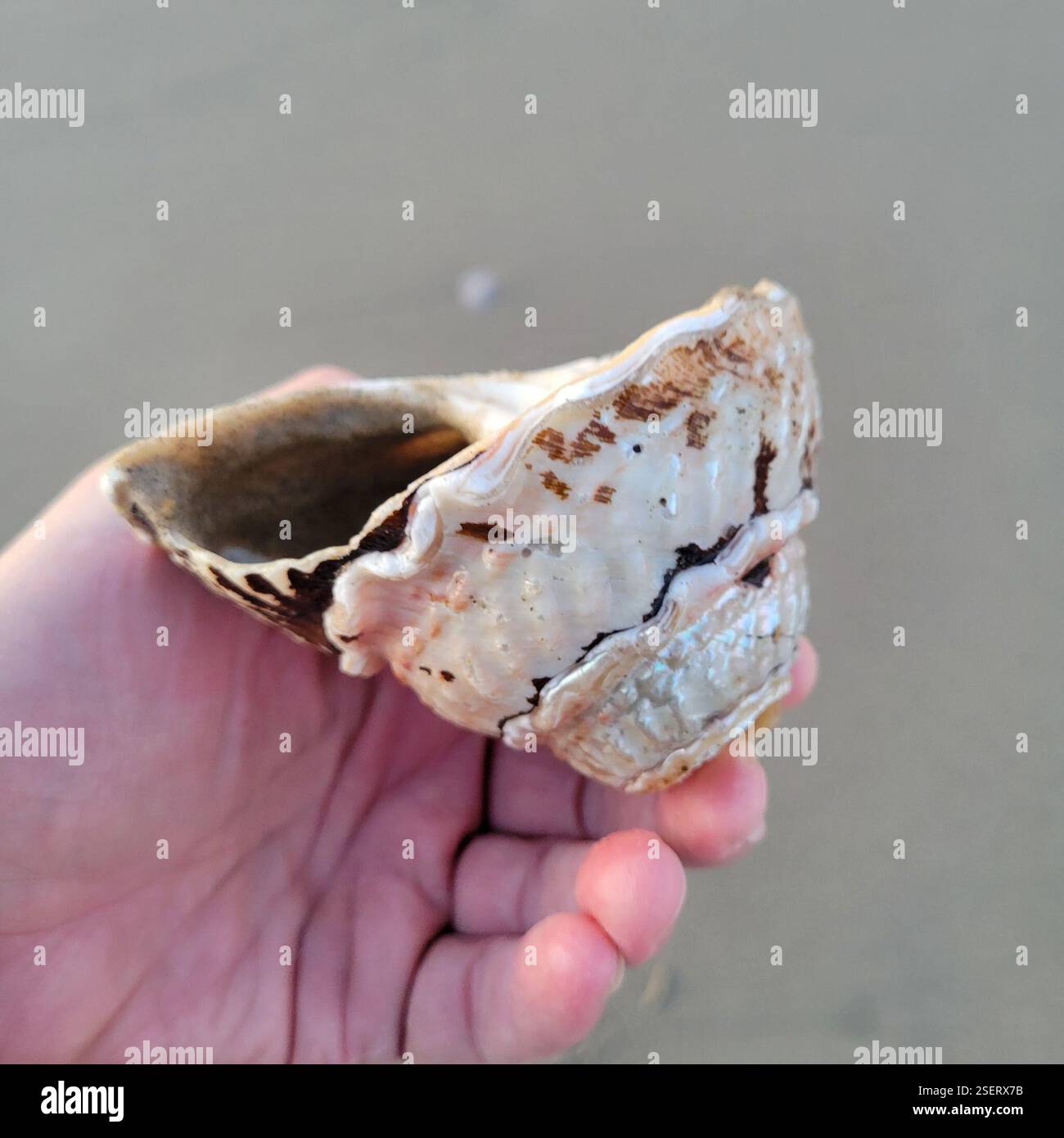 Wavy Turban (Megastraea undosa), Mollusca, Venice, CA 90291, USA Stock Photo - Alamy