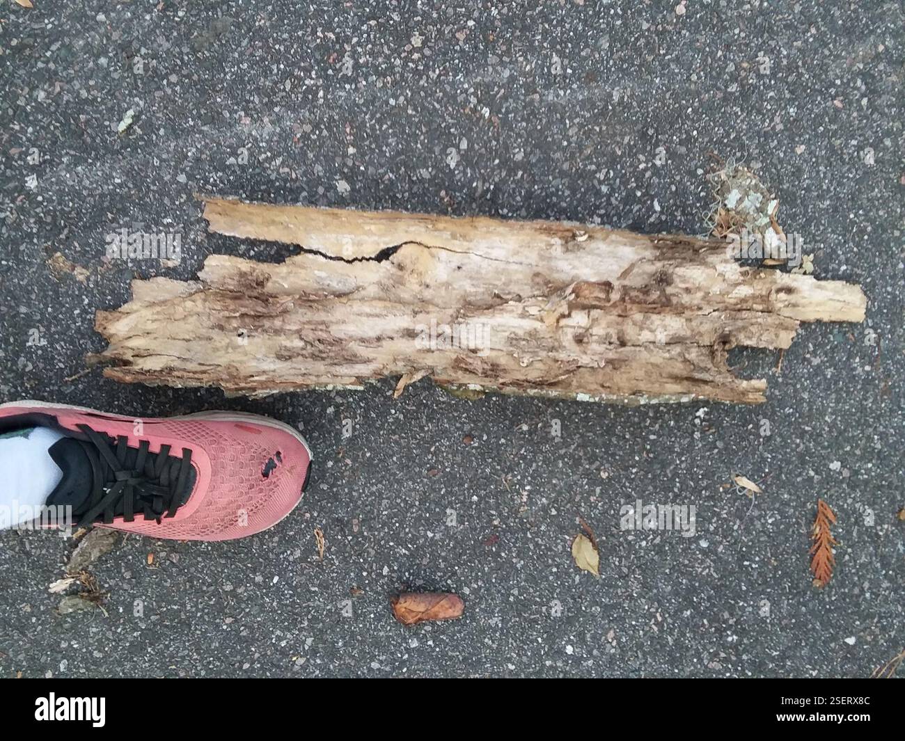 dicots (Magnoliopsida), Plantae, Windsor Forest, Savannah, GA, USA, for ...