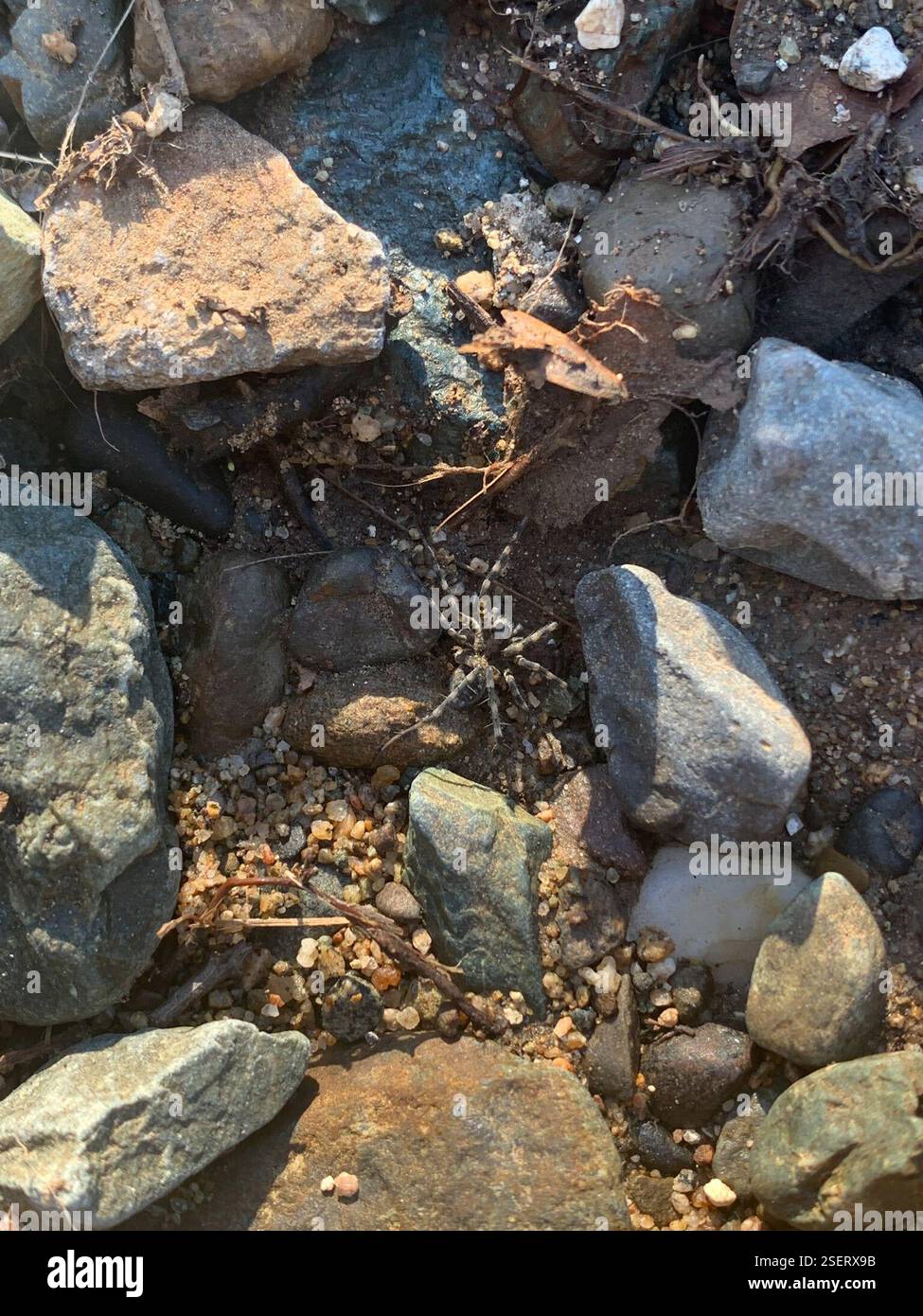 Wolf Spiders (Lycosidae), Arachnida, Beale Afb, CA, US, Under rocks in ...