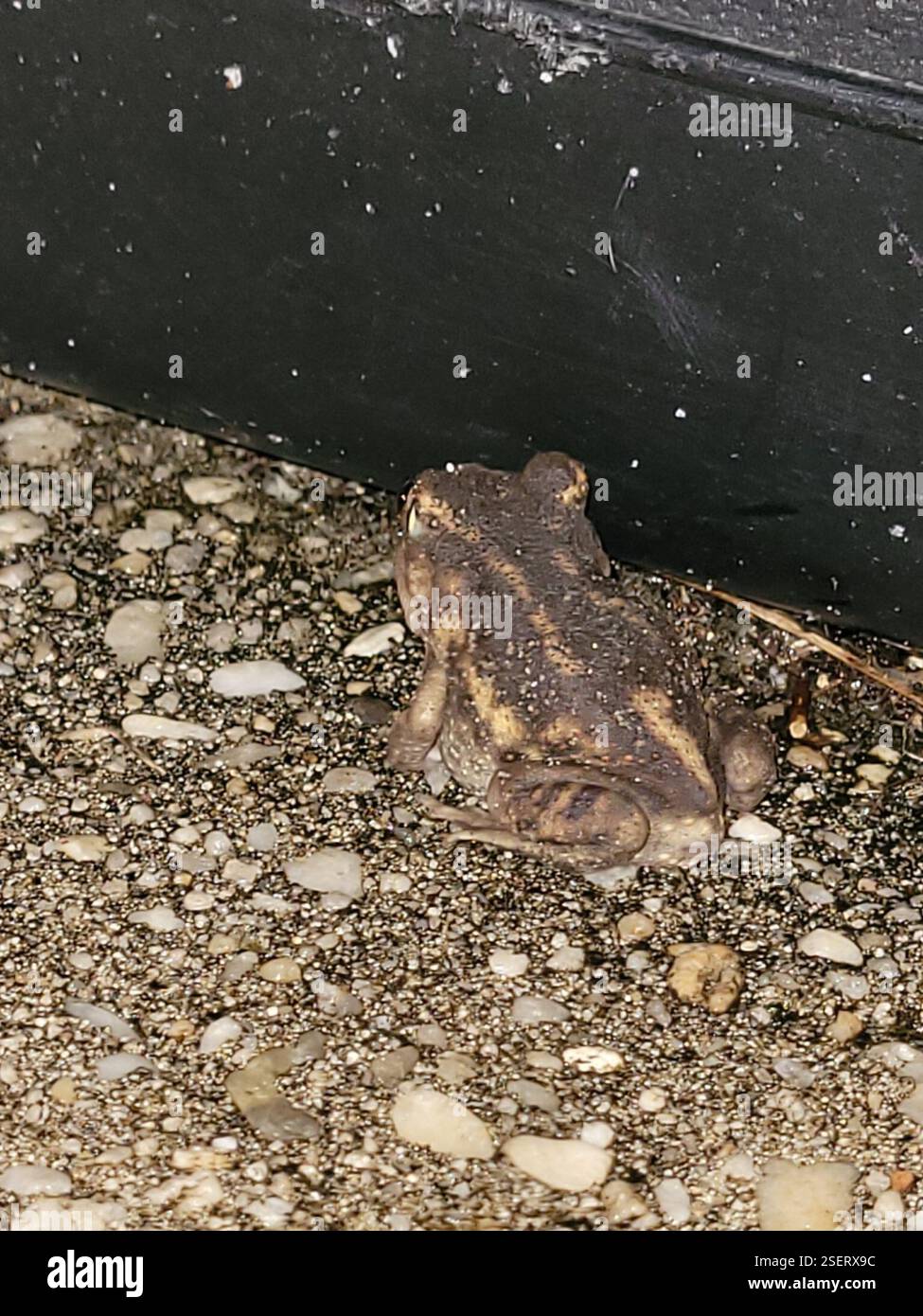 Eastern Spadefoot (Scaphiopus holbrookii), Amphibia, 2185 Bellmead ...