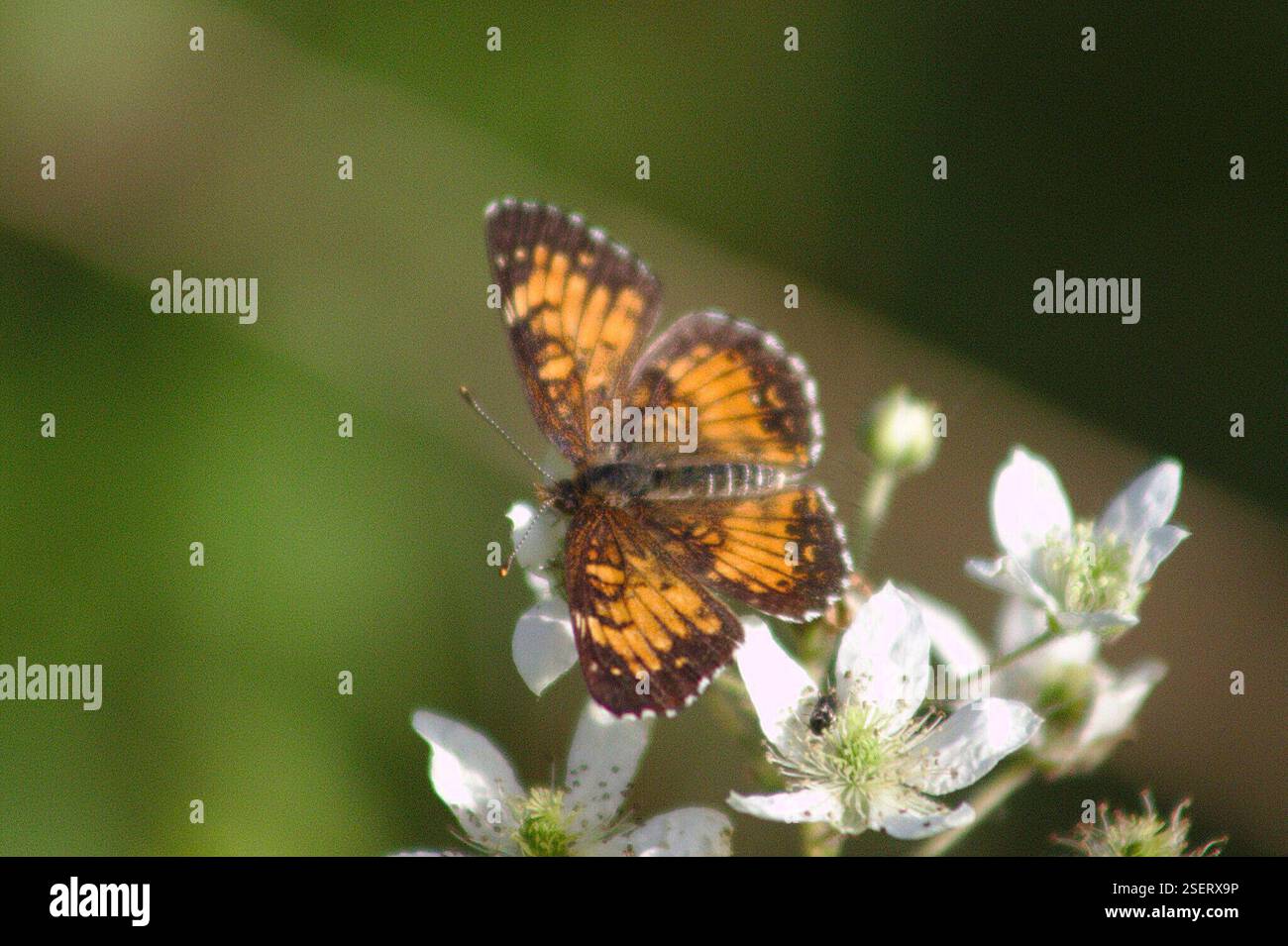 Harris's Checkerspot (Chlosyne harrisii), Insecta, Champlain, Québec ...