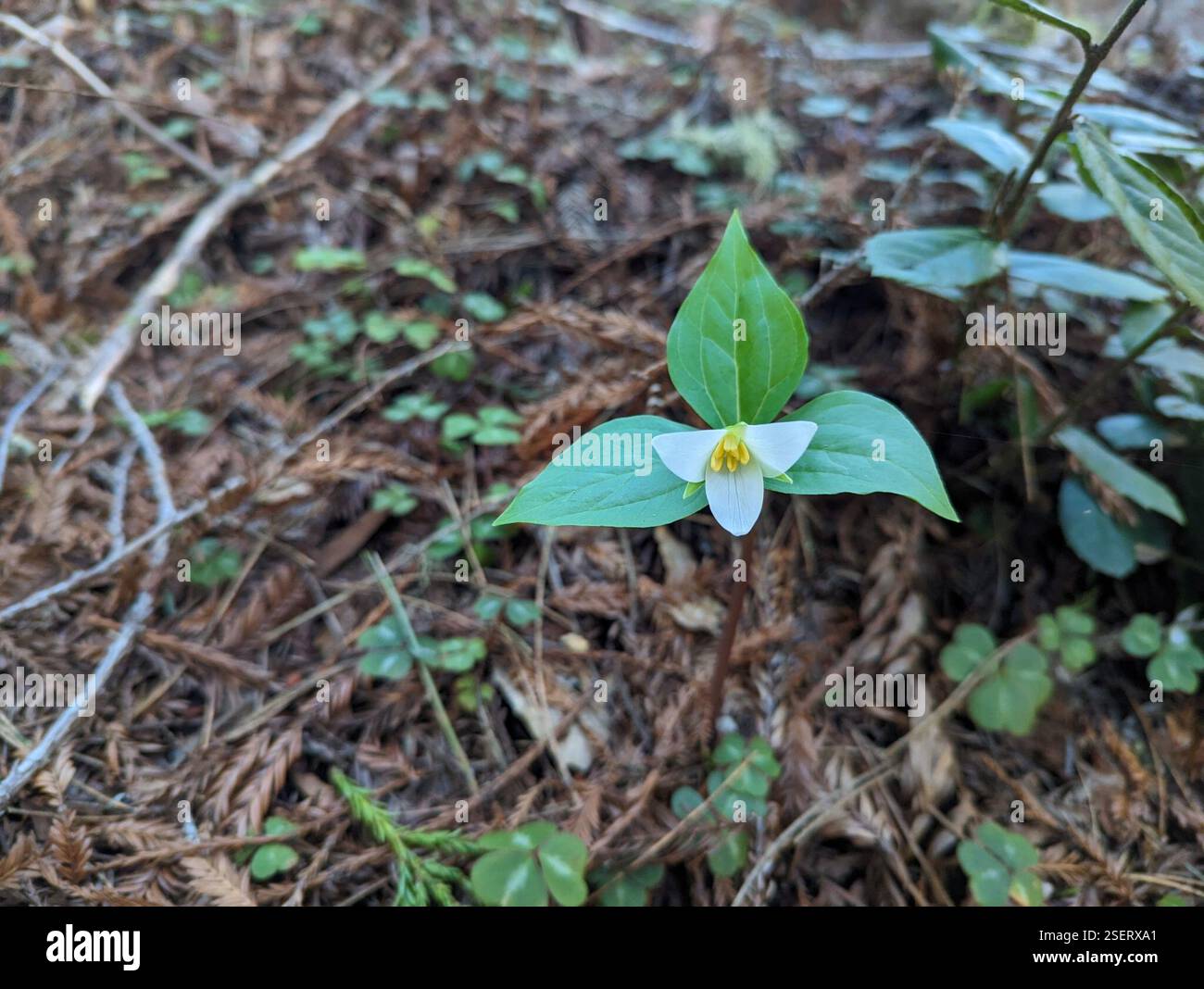 Pacific trillium (Trillium ovatum), Plantae, Caspar, CA, USA Stock ...