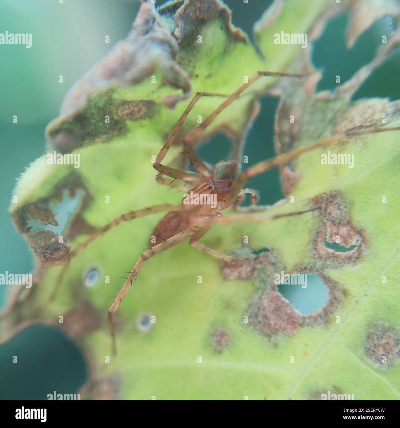 Ghost Spiders (Anyphaenidae), Arachnida, Praia Vermelha do Sul Stock ...