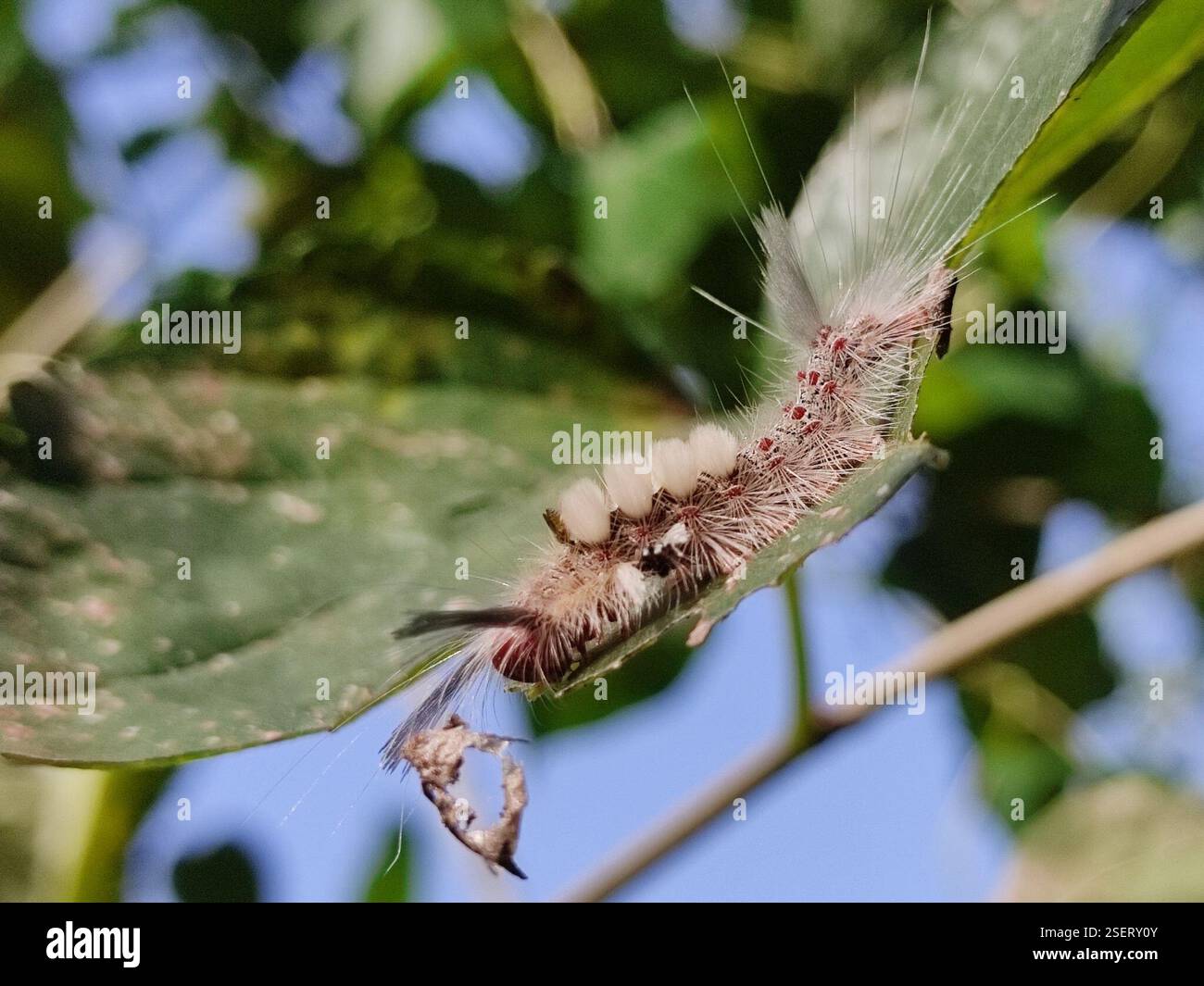 Brown Tussock Moth (Olene mendosa), Insecta, 8RC5+RPH, Kumplampoika ...