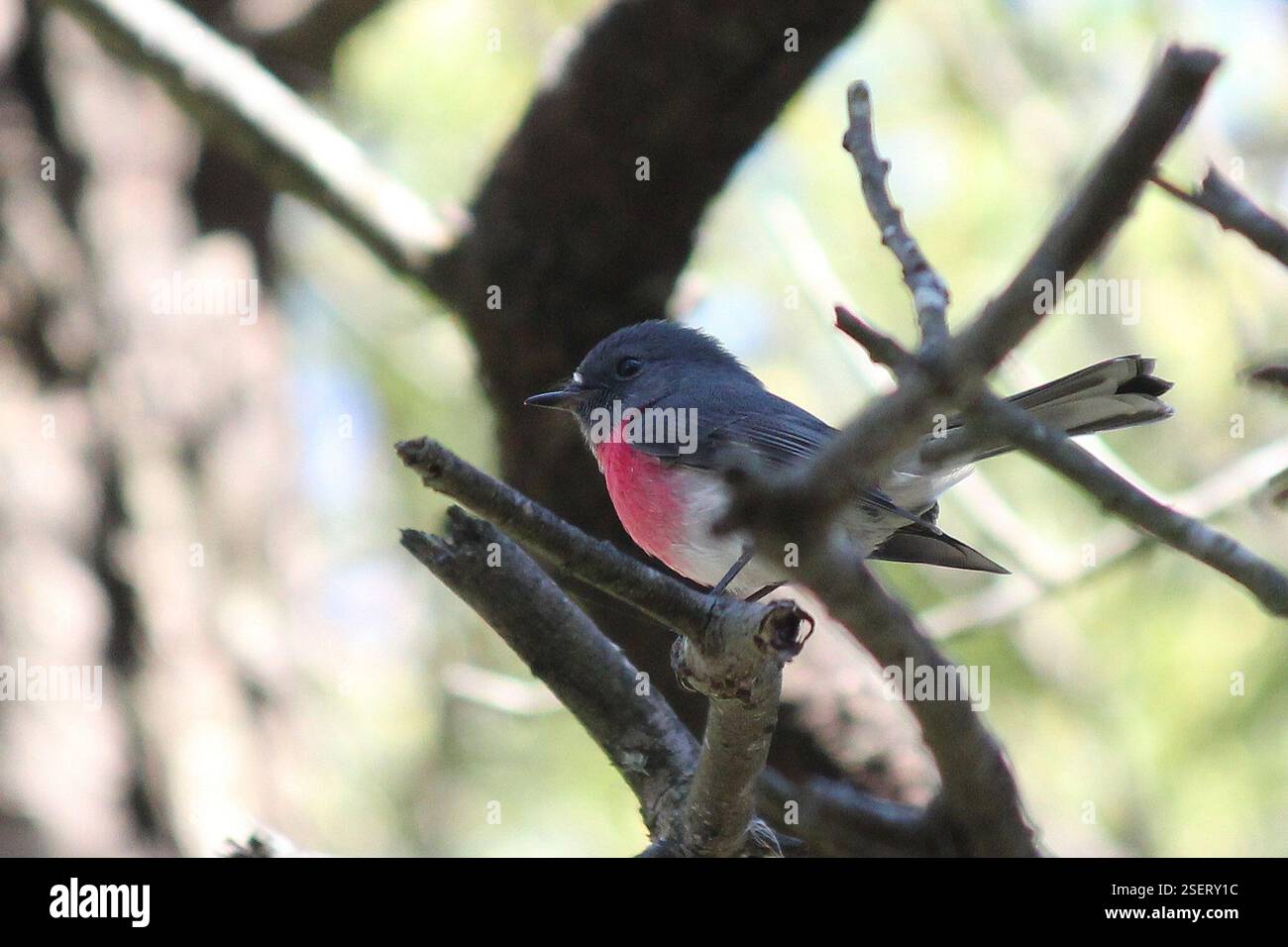 Rose Robin (Petroica rosea), Aves, Dalveen QLD 4374, Australia Stock ...