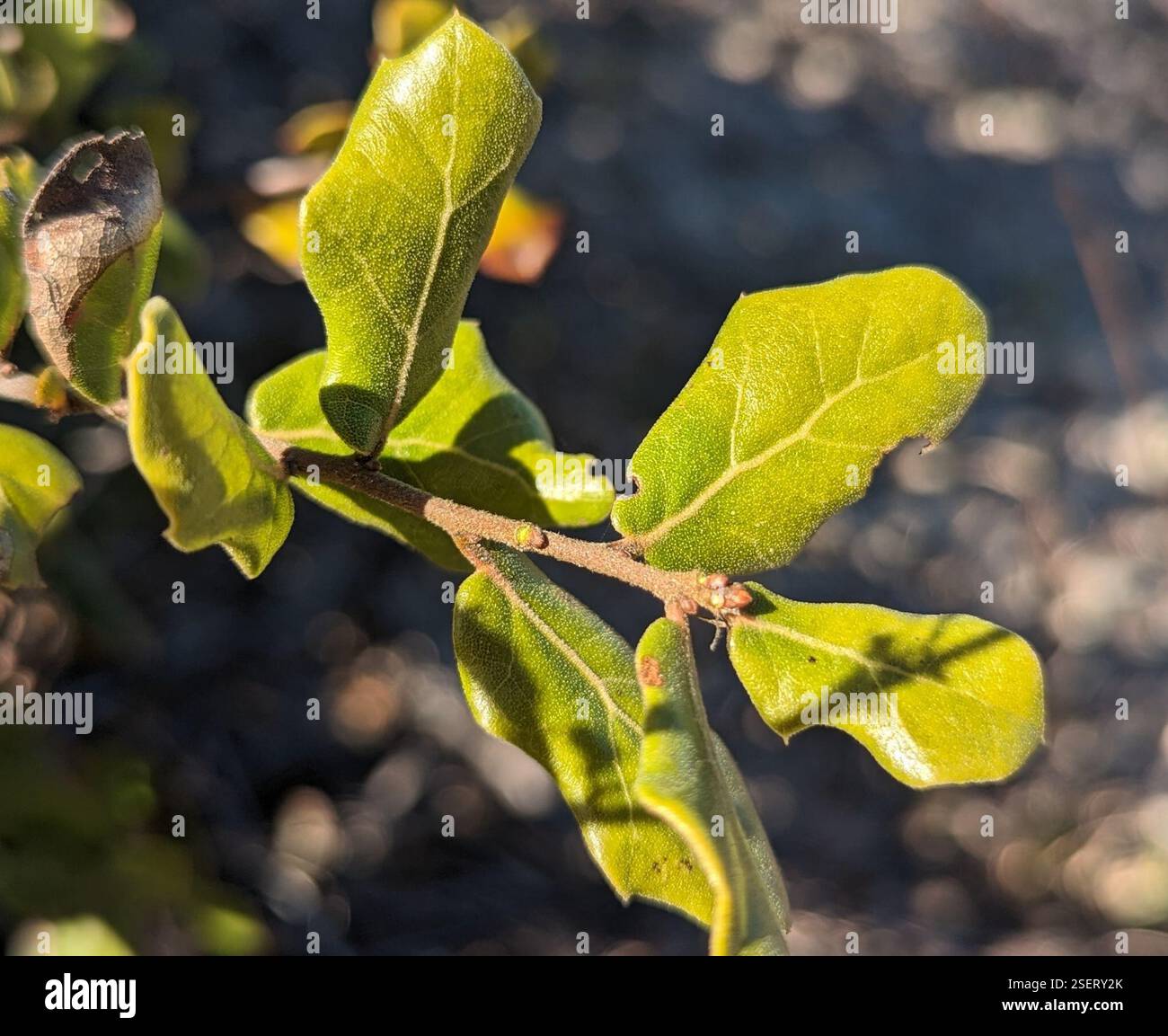 Myrtle Oak (Quercus myrtifolia), Plantae, Spring Hill, FL 34607, USA ...