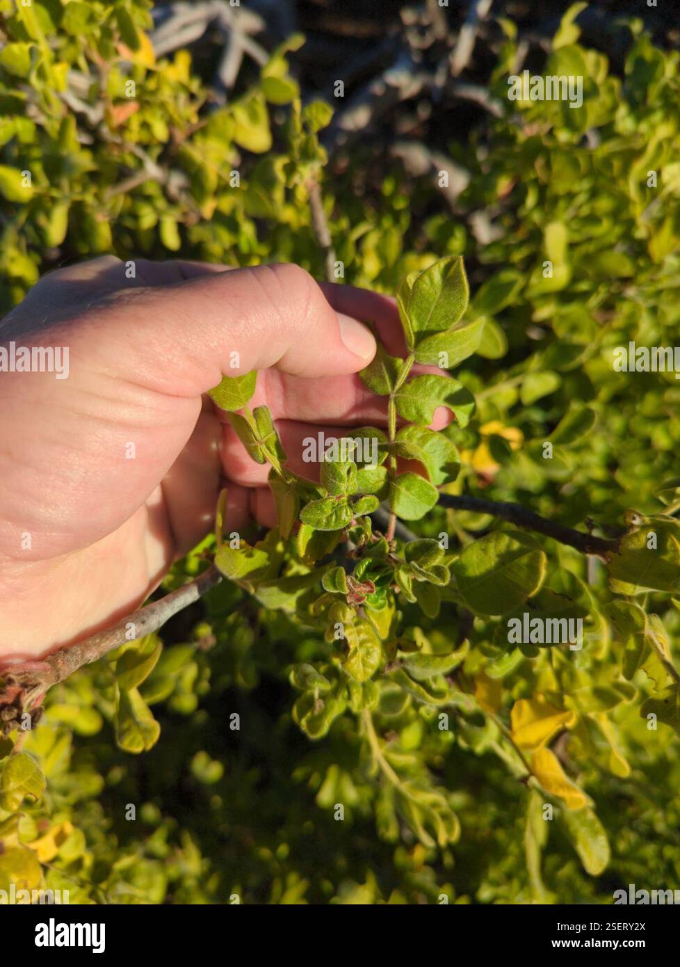 cimarron plum (Cyrtocarpa edulis), Plantae, La Paz, BCS, Mexico Stock ...