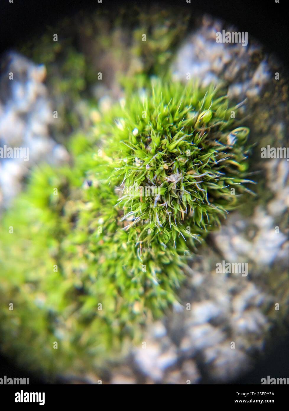 Wall Screw-moss (Tortula muralis), Plantae, West End, Vancouver, BC ...