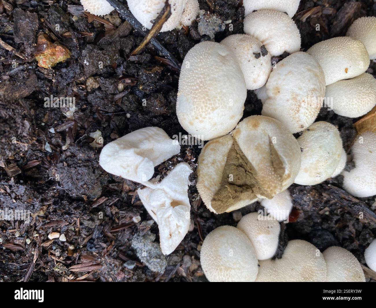 puffballs (Lycoperdaceae), Fungi, Finca Heimatlos Stock Photo - Alamy