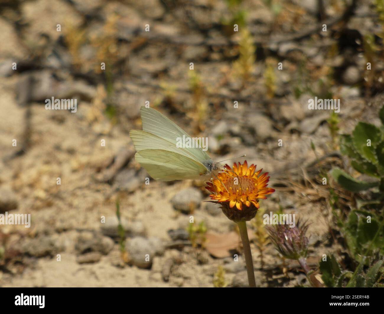 (Mathania leucothea), Insecta, TRARUÑE Stock Photo - Alamy