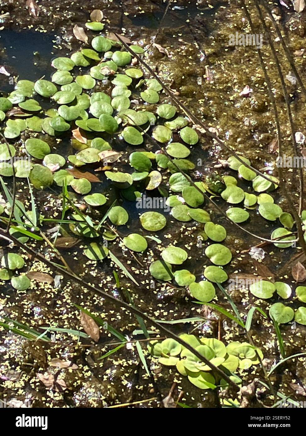 Amazon Frogbit (Limnobium laevigatum), Plantae, Saint Peter, MS, Not ...