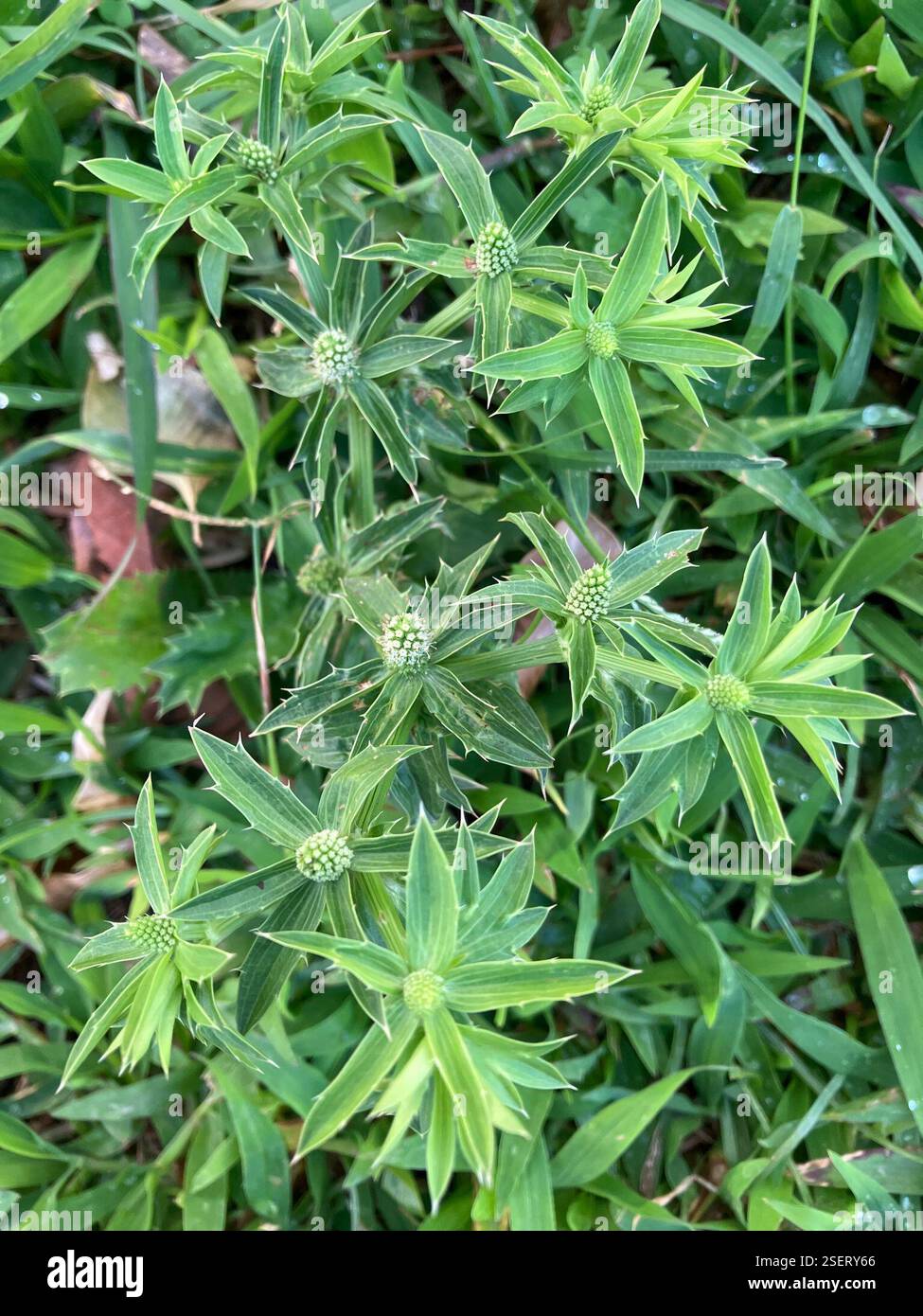 Mexican Culantro (Eryngium foetidum), Plantae, Saint Peter, MS Stock ...