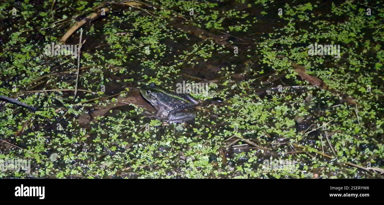 Southern Bell Frog (Ranoidea raniformis), Amphibia, Neds Corner VIC ...