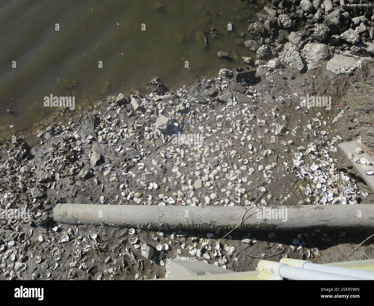 Eastern Oyster (Crassostrea virginica), Mollusca, Bell's Landing ...