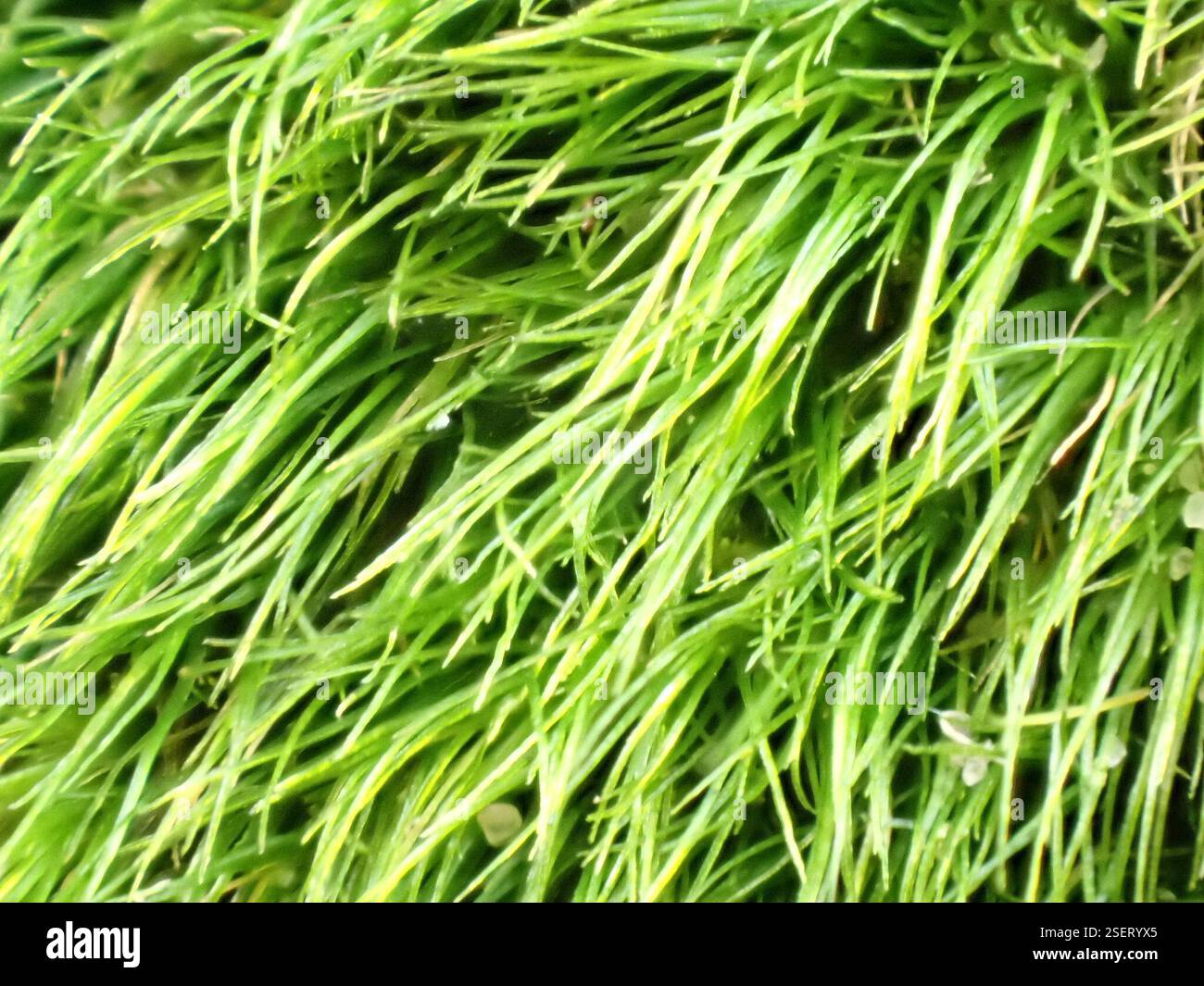 Silky Forklet-moss (Dicranella heteromalla), Plantae, Kampina en ...