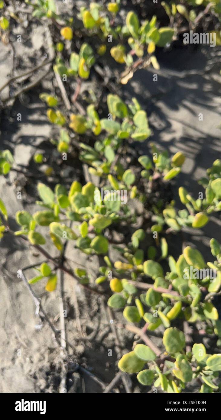 red sand-verbena (Abronia maritima), Plantae, Comondú Stock Photo - Alamy