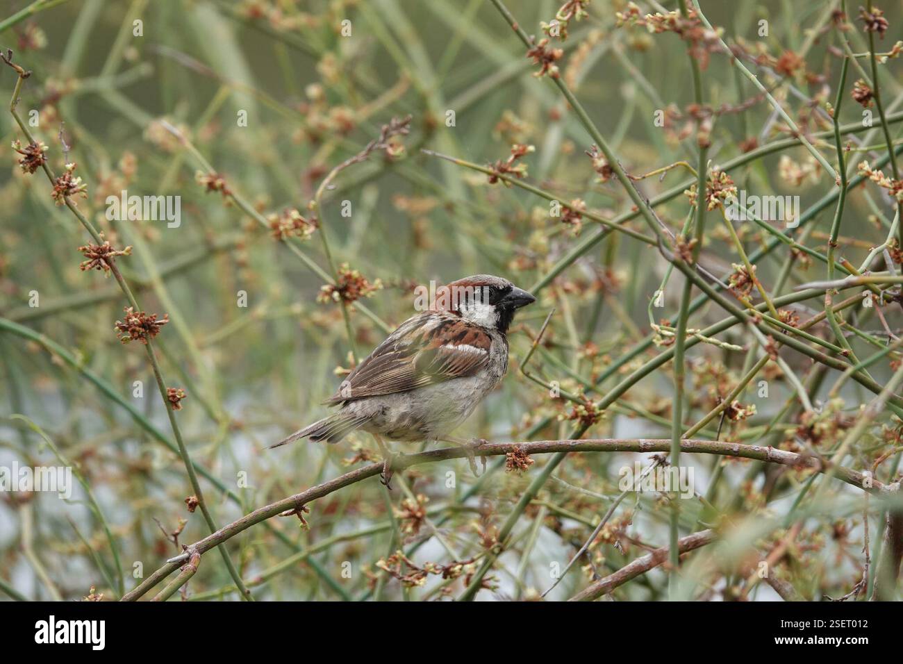 House Sparrow (Passer domesticus), Aves, Melbourne VIC, Australia Stock ...