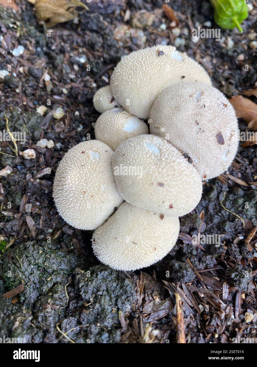 puffballs (Lycoperdaceae), Fungi, Finca Heimatlos Stock Photo - Alamy