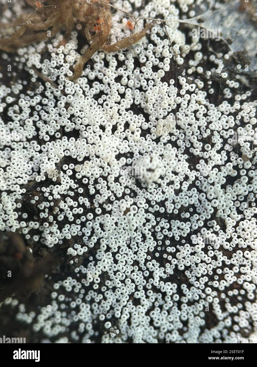 white tubelet (Henningsomyces candidus), Fungi, Swazey St, San Luis ...
