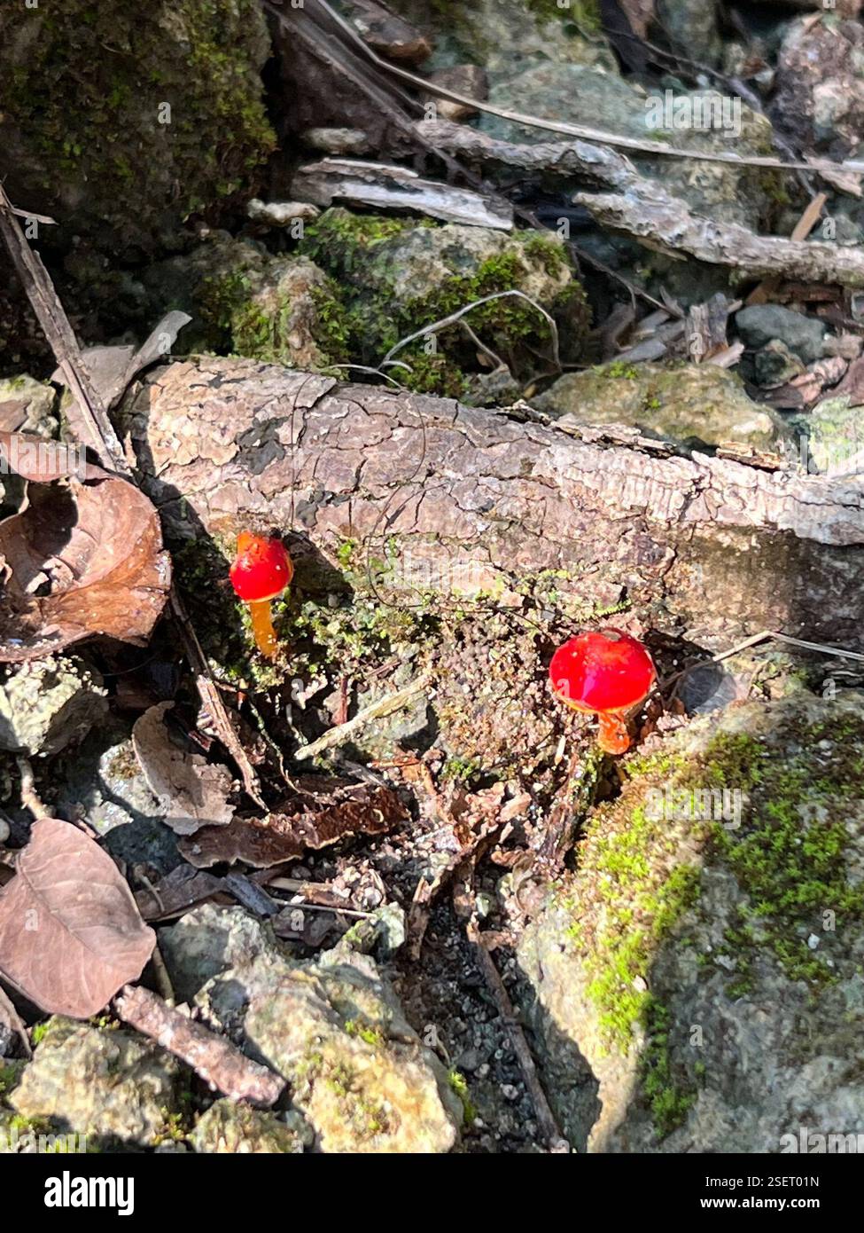 Scarlet Waxy Cap (Hygrocybe coccinea), Fungi, Zona Arqueologica De ...