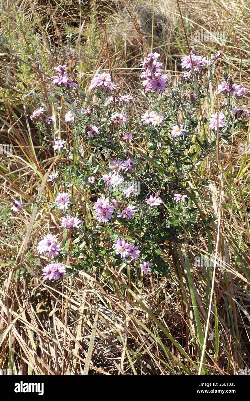 Bushman Tea (Athrixia phylicoides), Plantae, Stentor 2, Ehlanzeni ...