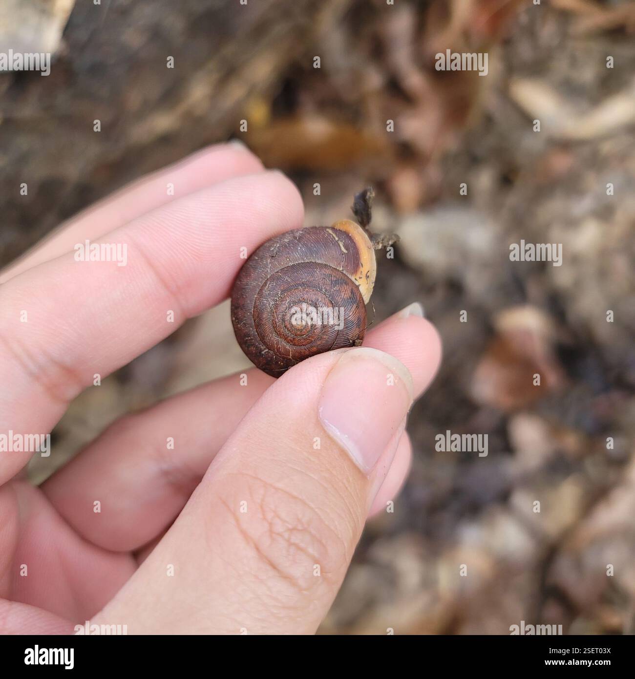 (Polygyridae), Mollusca, Alabama, US Stock Photo - Alamy