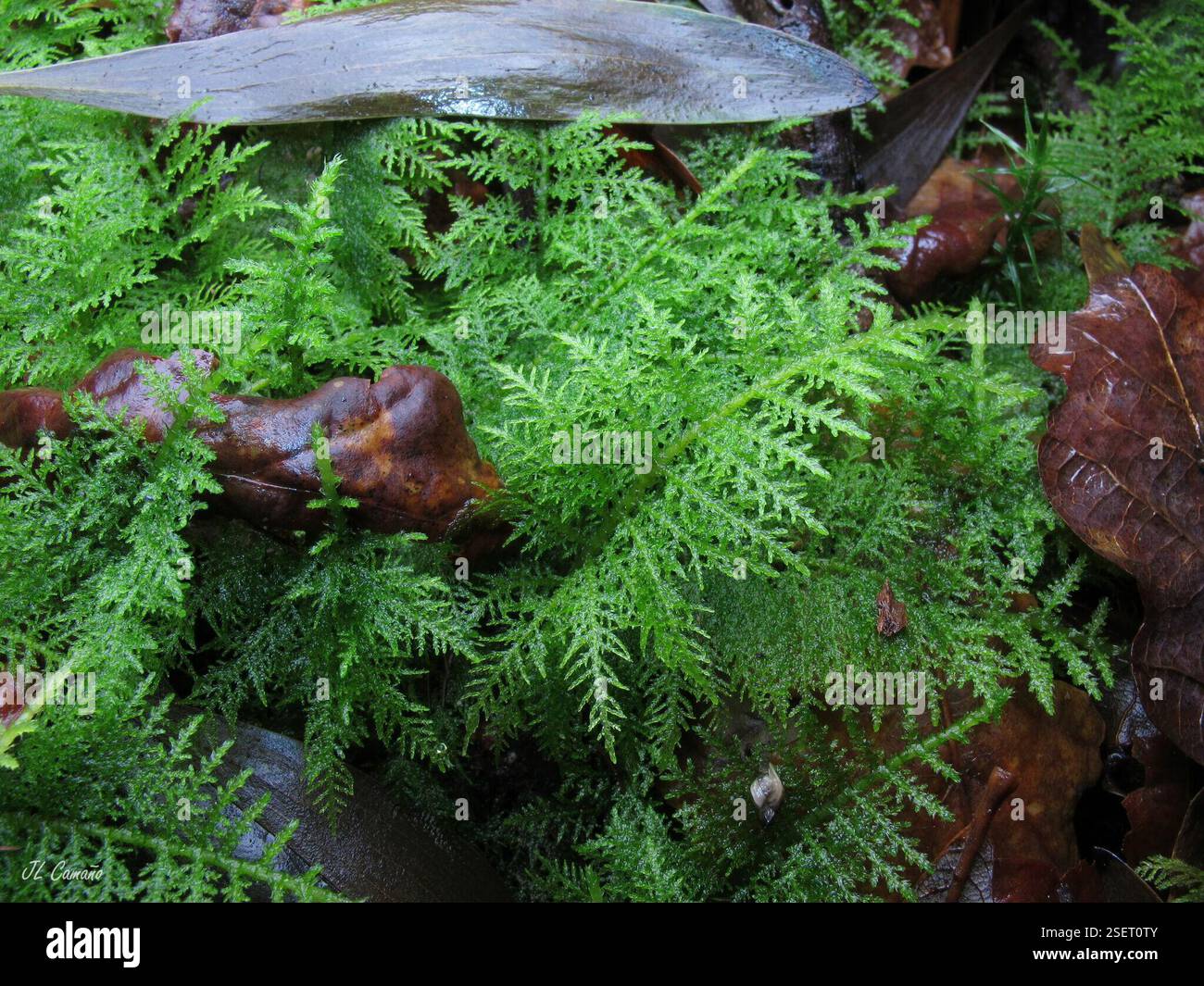 Common Tamarisk-moss (Thuidium tamariscinum), Plantae, La Coruña ...