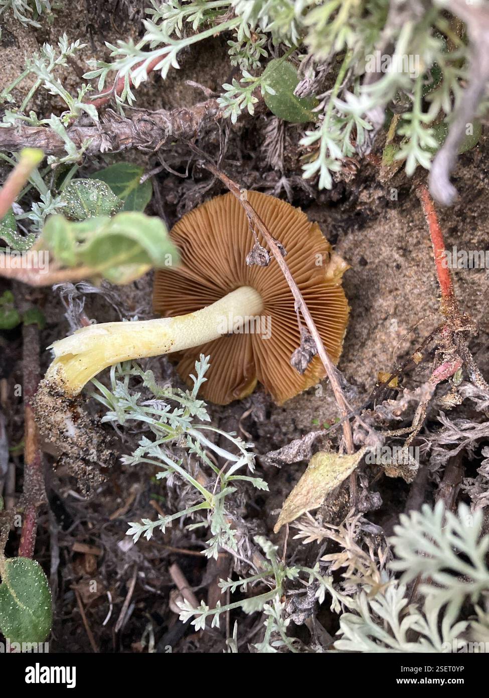 Basidiomycete Fungi (Basidiomycota), Fungi, Natural Bridges State Beach ...