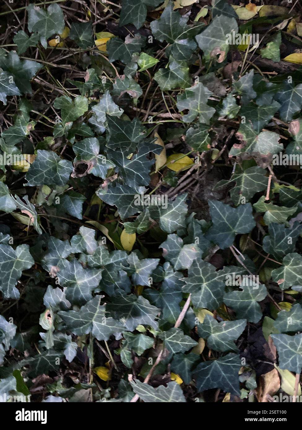 common ivy (Hedera helix), Plantae, Cotways, Epsom, England, GB Stock ...
