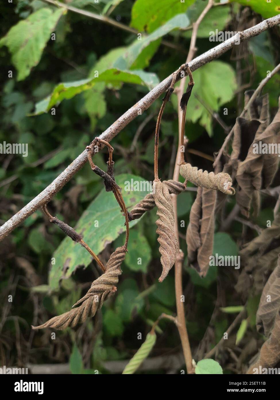 East Indian screw tree (Helicteres isora), Plantae, Pakkamalai R.F ...