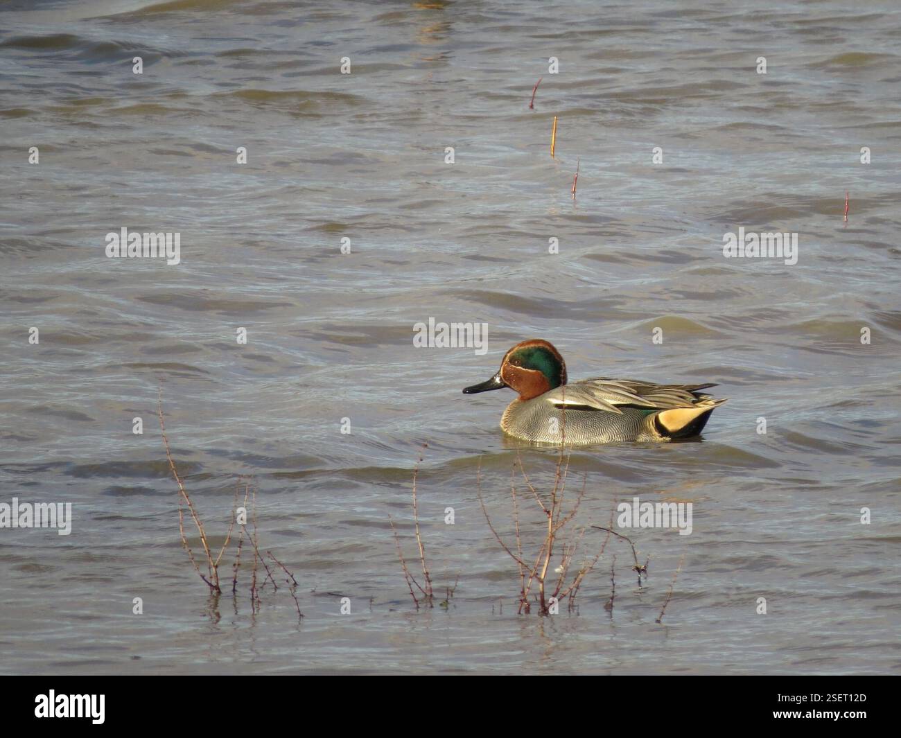 Green-winged Teal (Anas crecca), Aves, RSPB Old Moor Stock Photo - Alamy
