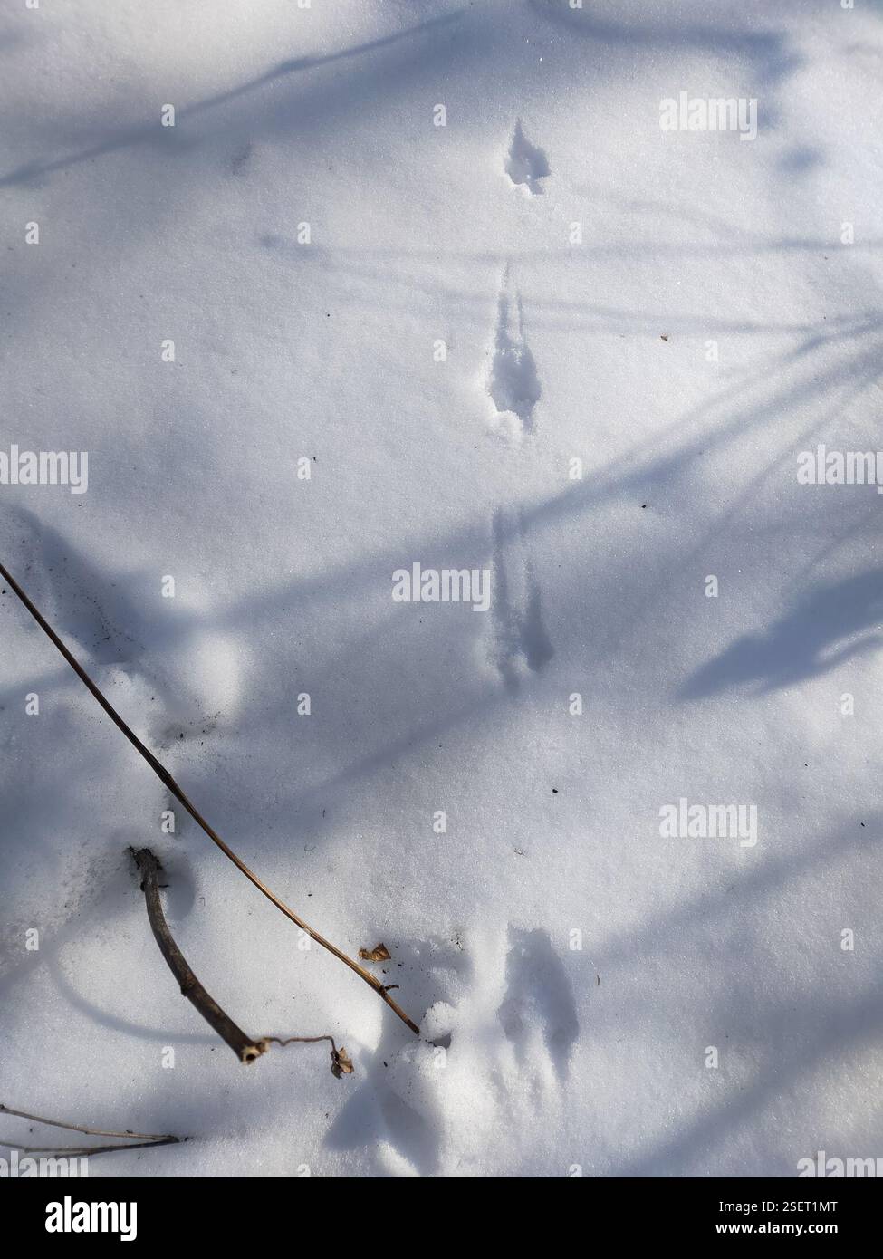 Striped Field Mouse (Apodemus agrarius), Mammalia, Двфу Stock Photo - Alamy