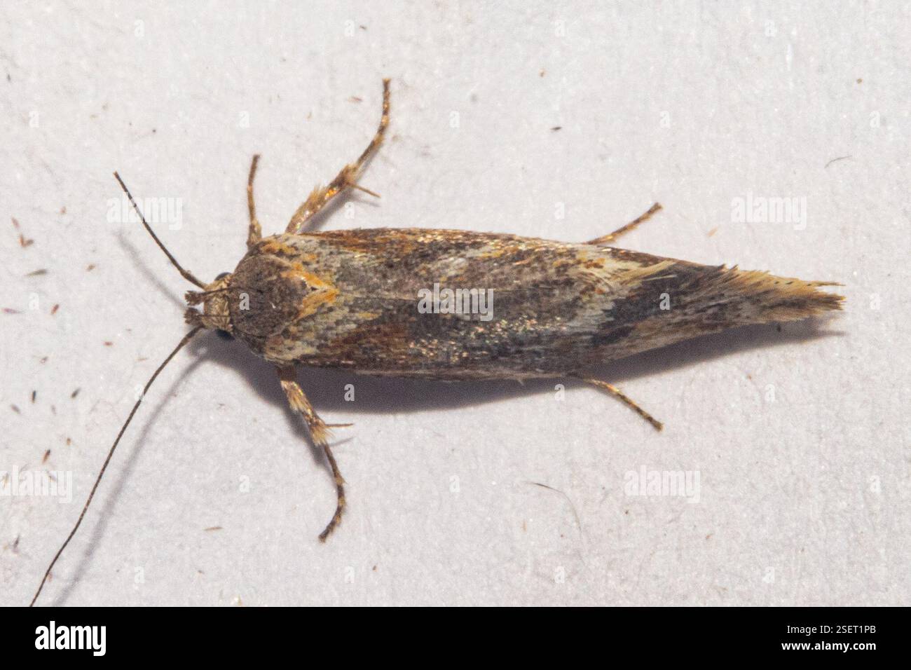 (Tingena), Insecta, Southland District, Southland, New Zealand, The ...