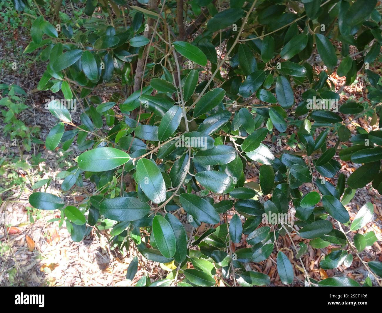 Jamaican caper (Quadrella cynophallophora), Plantae, Key West, FL 33040 ...