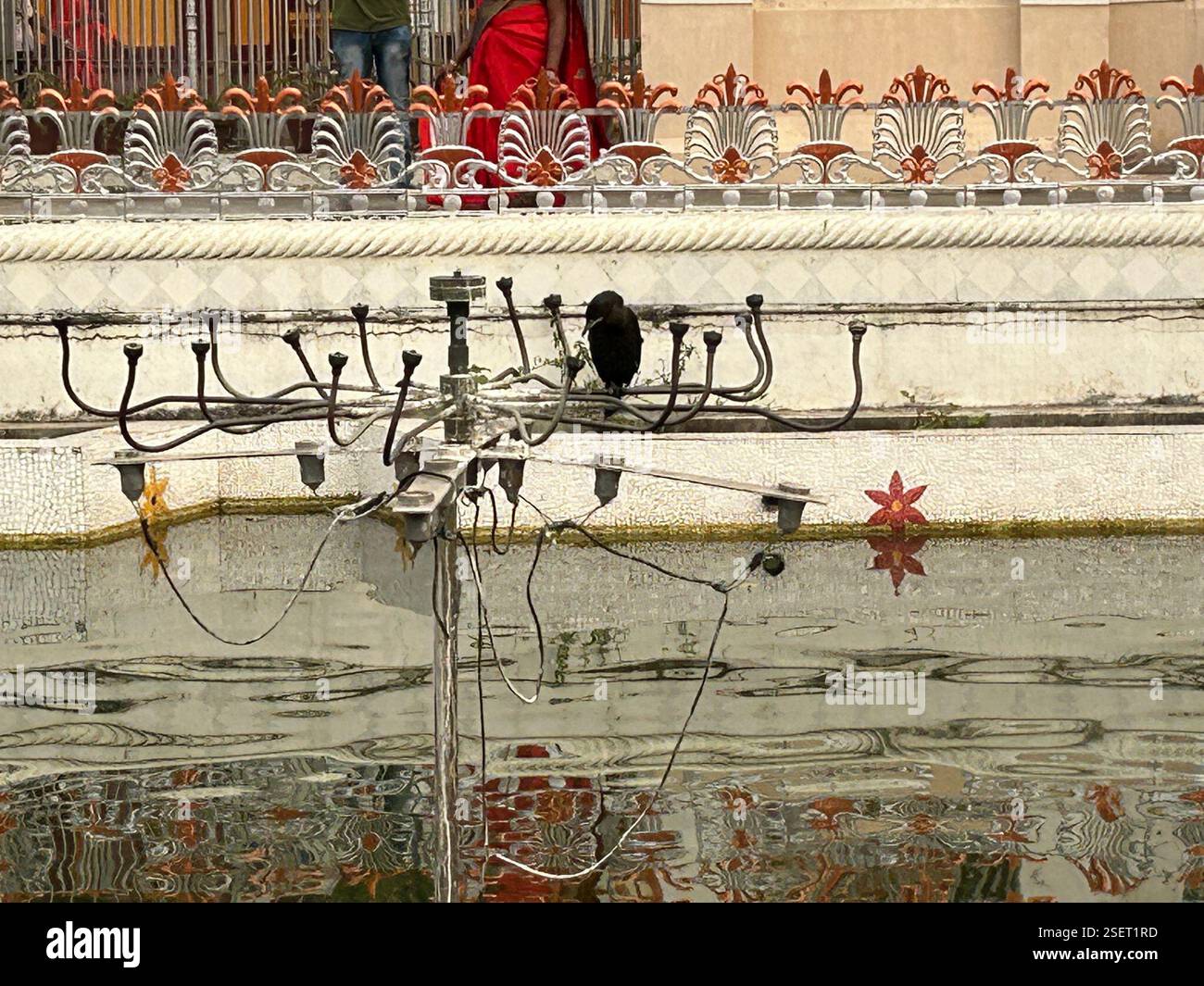 Little Cormorant (Microcarbo niger), Aves, Ratan Neogi Lane, Kolkata, WB, IN Stock Photo - Alamy