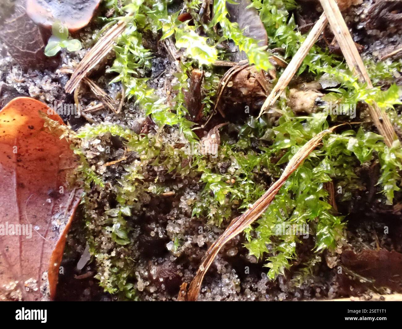 Indian Feather-moss (Rhynchostegium megapolitanum), Plantae, Voorne ...