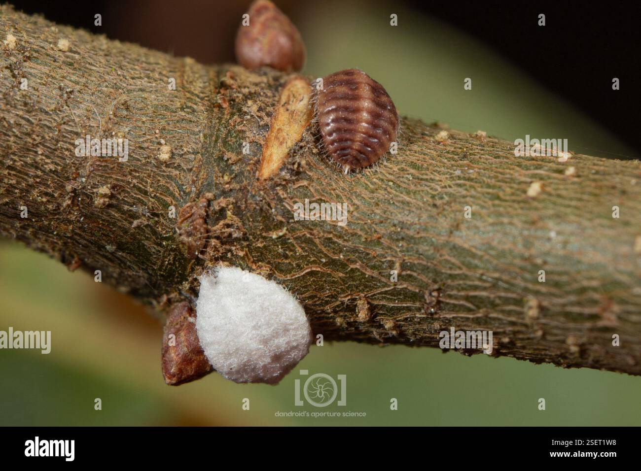 (Tetracneminae), Insecta, Chimney Lakes, Jacksonville, FL, USA ...