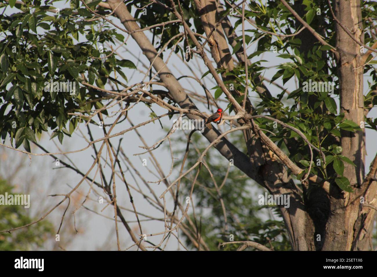 Vermilion Flycatcher (Pyrocephalus rubinus), Aves, Parque Metropolitano ...