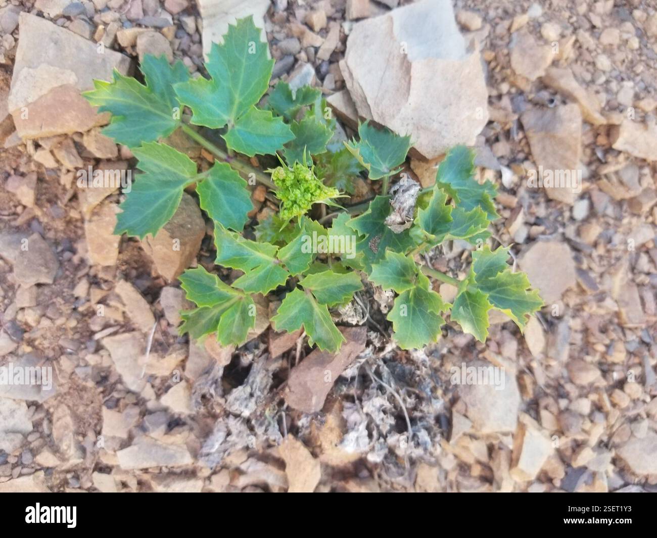 Shiny Biscuitroot (Lomatium lucidum), Plantae, Malibu, CA 90265, USA ...