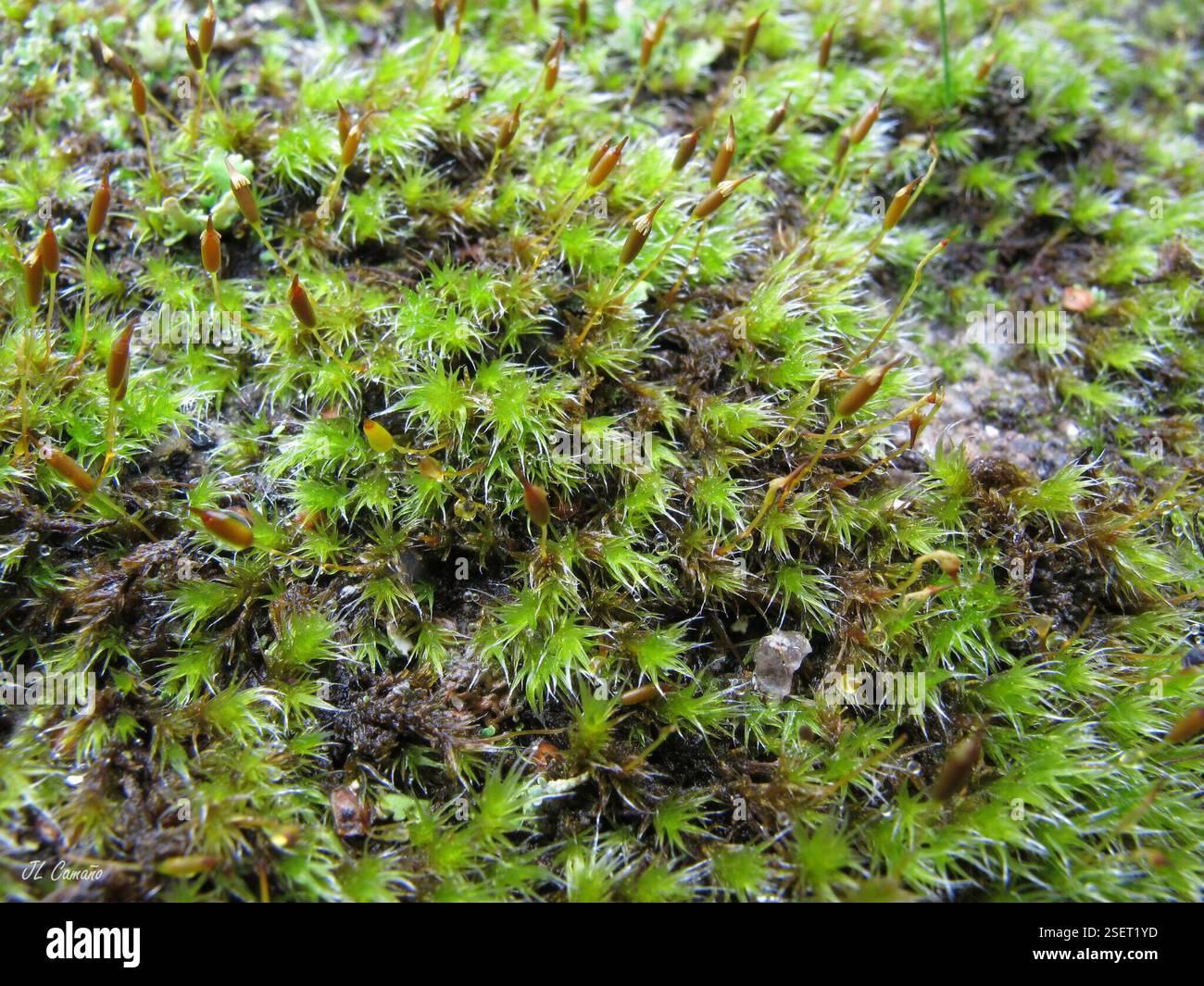 Yellow-green Rock Moss (Racomitrium heterostichum), Plantae, Ourense ...
