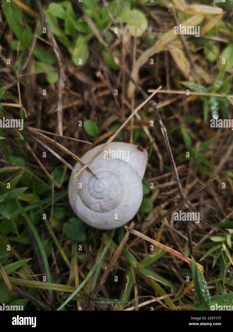 Roman Snail (Helix pomatia), Mollusca, 93191 Rettenbach, Deutschland ...