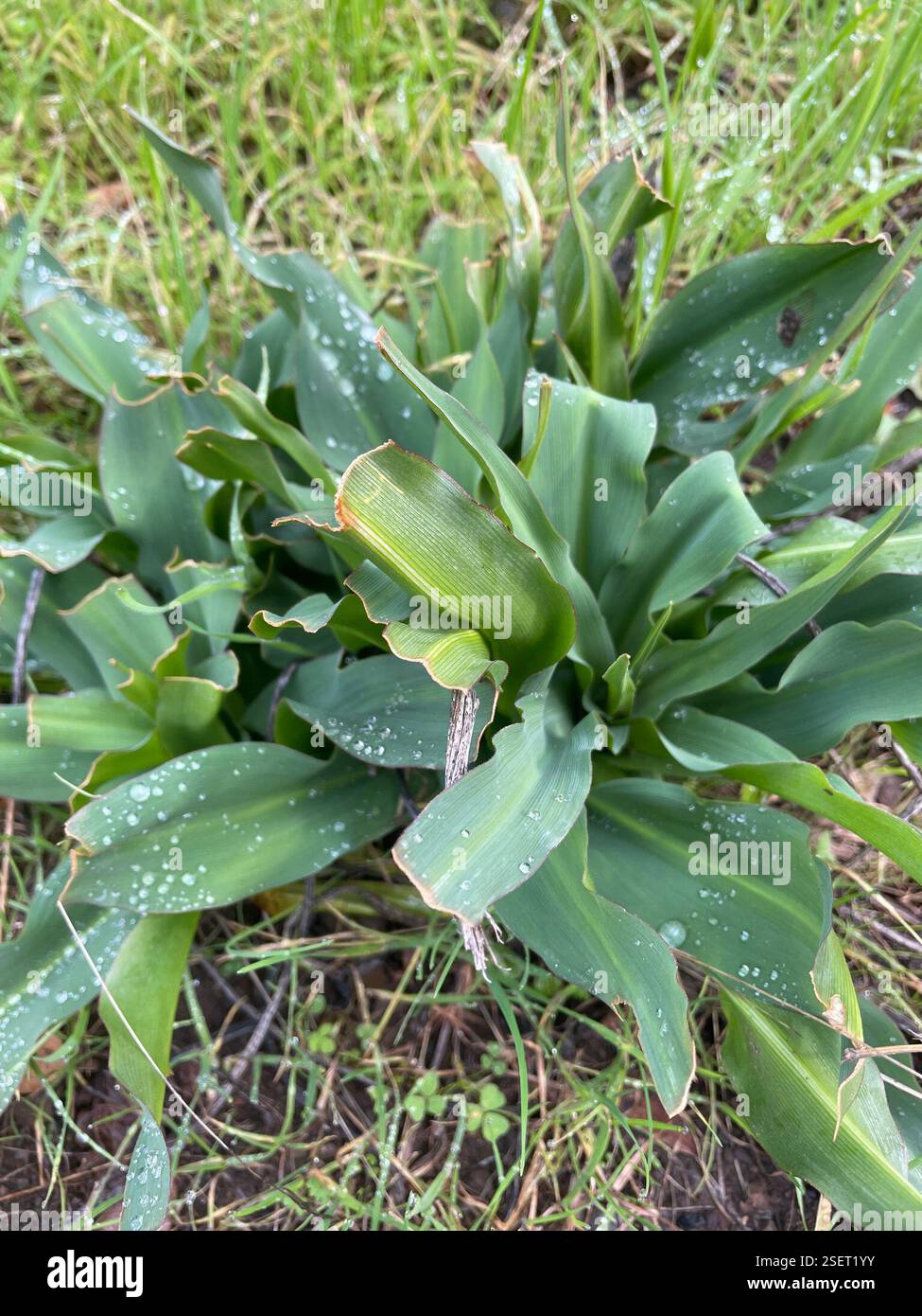 wavy-leafed soap plant (Chlorogalum pomeridianum), Plantae, Santa Clara ...