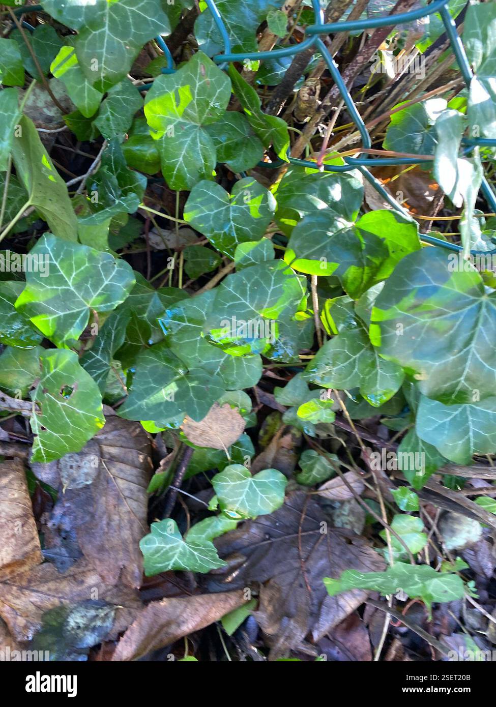 common ivy (Hedera helix), Plantae, Court Lane, Epsom, England, GB ...
