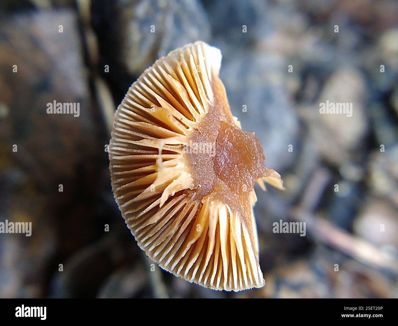Basidiomycete Fungi (Basidiomycota), Fungi, California State University ...